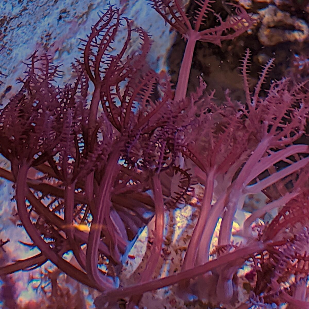 Pink Anthelia (Anthelia Elongata) - The Reef Farm