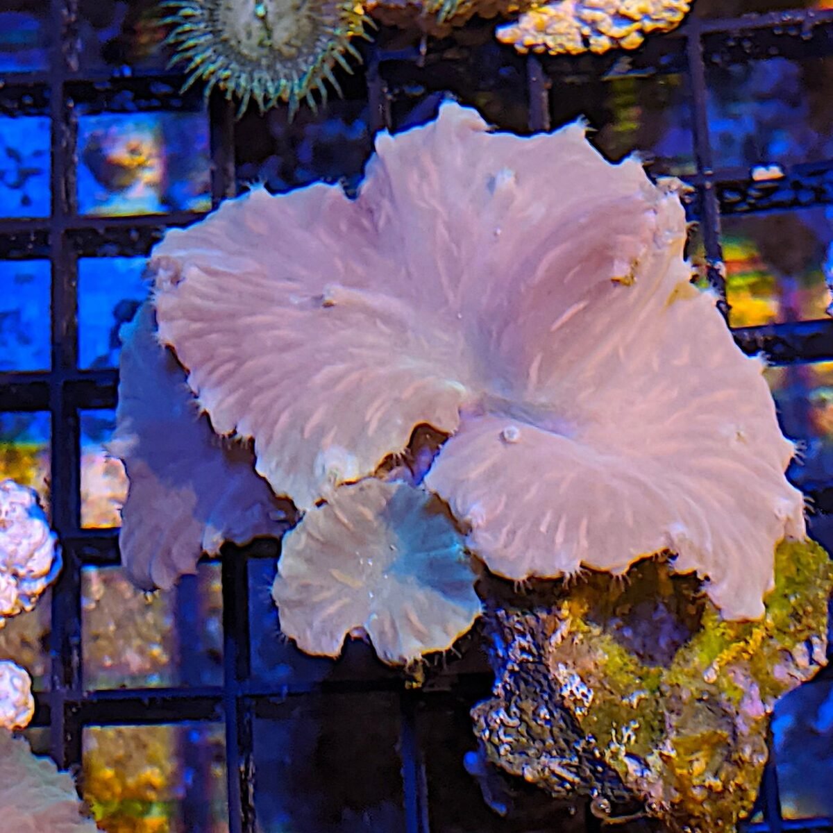 Cabbage Leather (Sinularia dura) - The Reef Farm