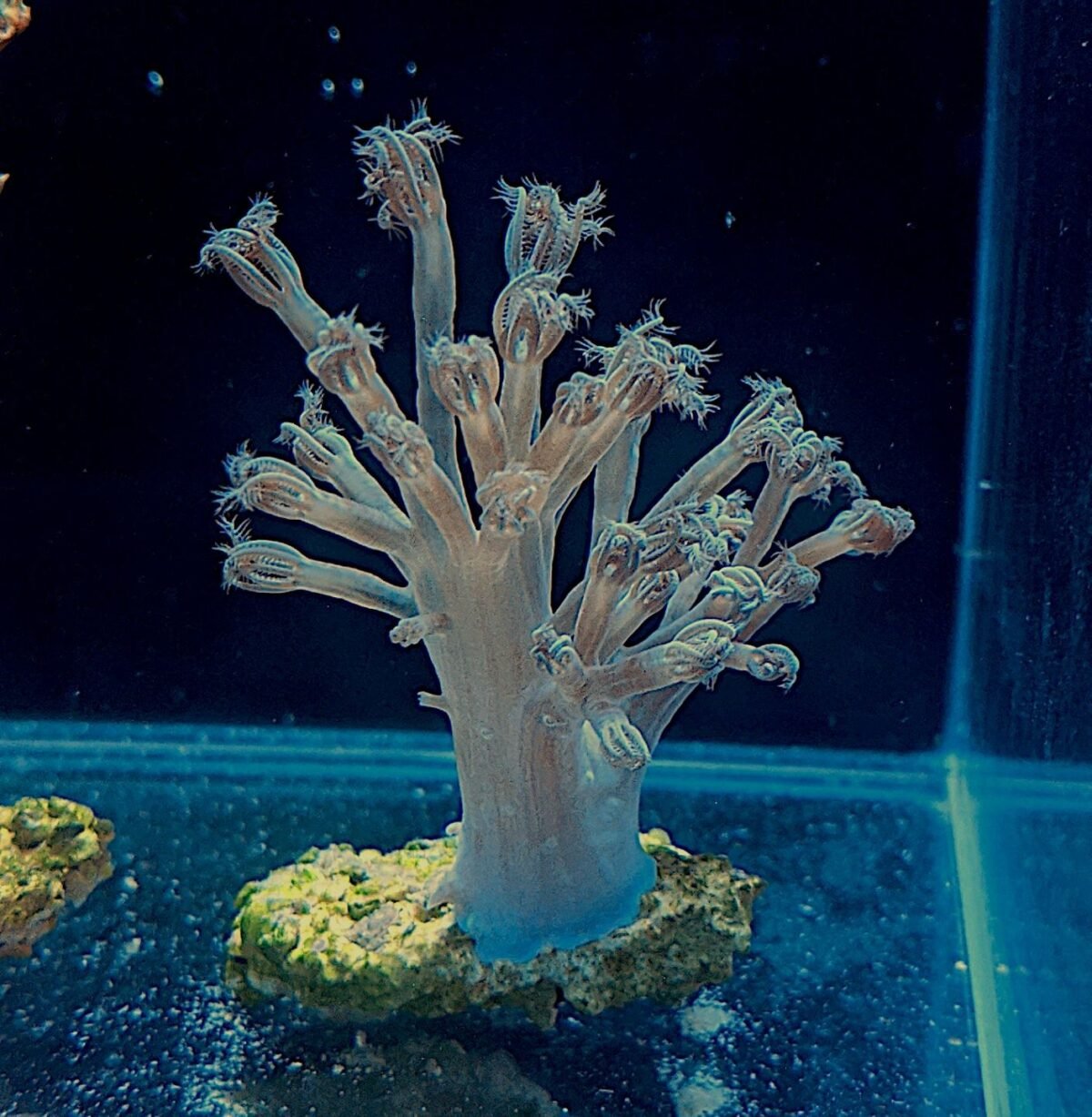 Blue Xenia (Cespitularia sp.) - The Reef Farm