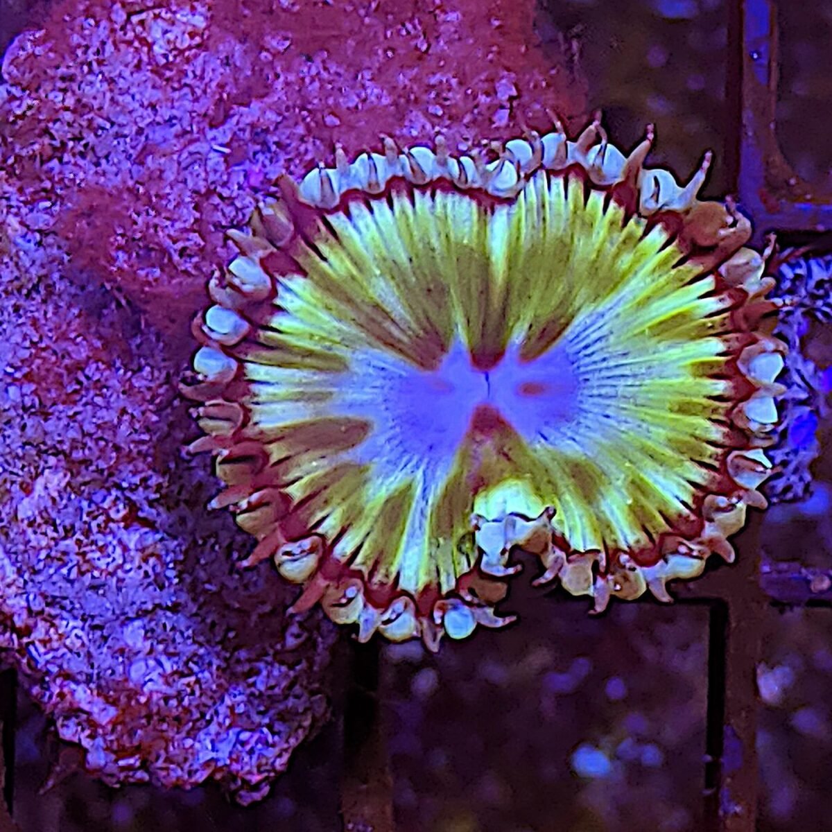 Green & Yellow Grande Paly (Palythoa grandis) - The Reef Farm