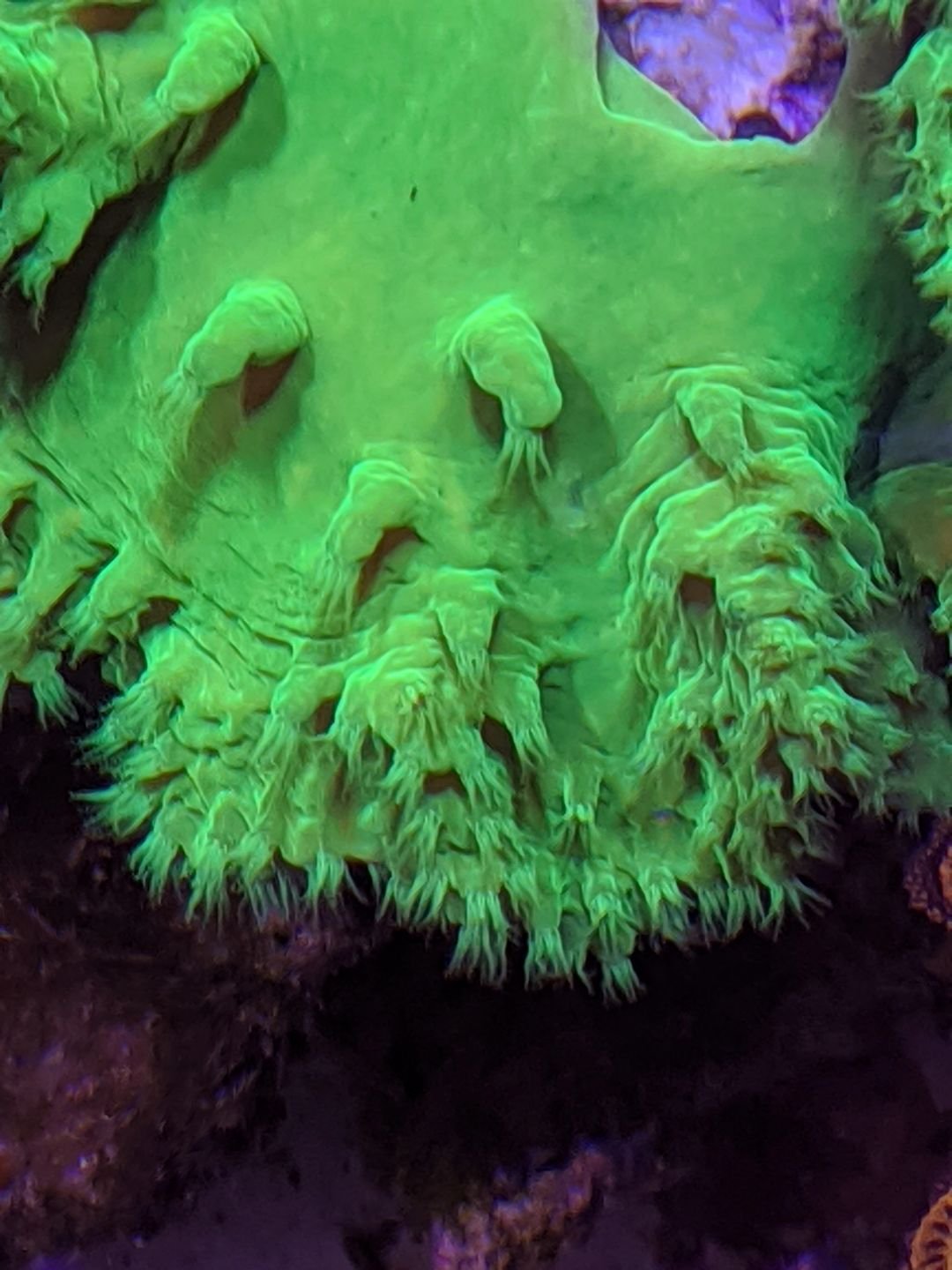 Green Cabbage Leather (Sinularia brassica) - The Reef Farm