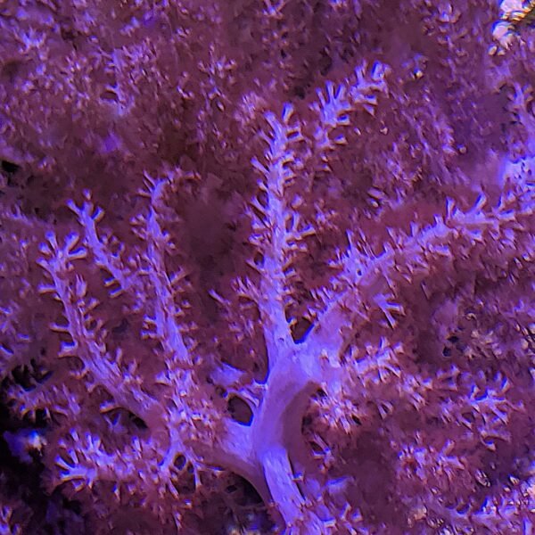 Neon Green Cabbage Leather (Sinularia brassica) - The Reef Farm