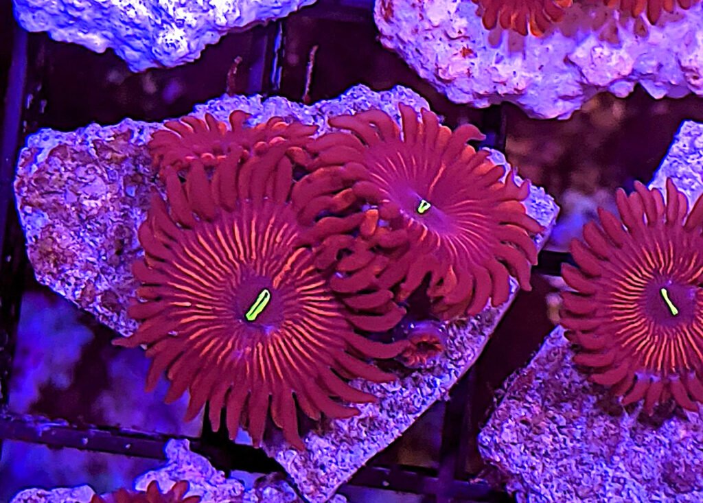 Red People Eater (Zoanthus gigantus) - The Reef Farm