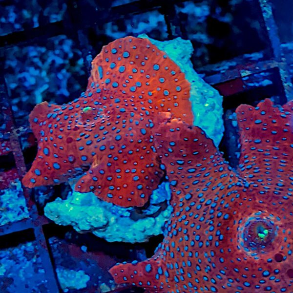 Green Hairy Mushroom (Rhodactis indosinensis) - The Reef Farm