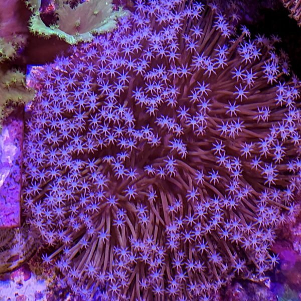 Purple & Green Finger Leather (Sinularia Mollis) - The Reef Farm