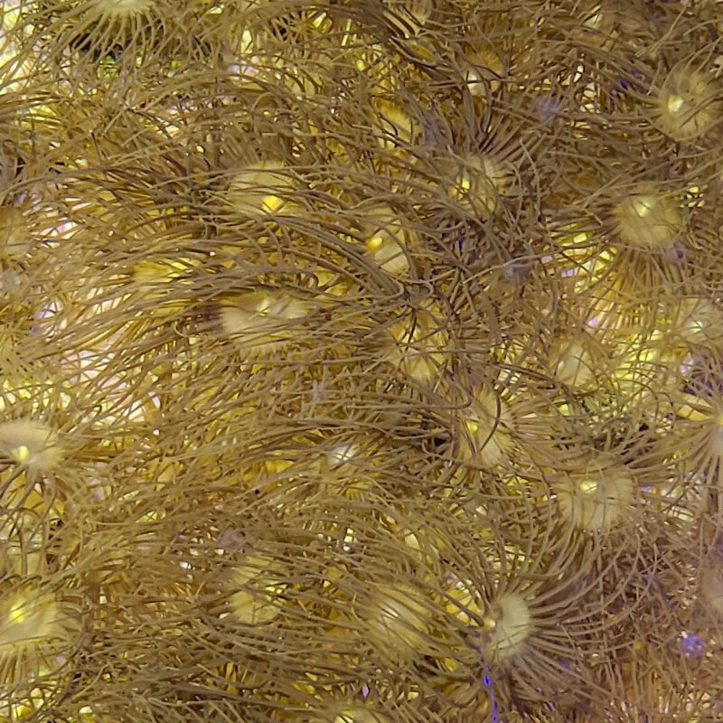 Yellow Polyps (Parazoanthus axinellae) - The Reef Farm