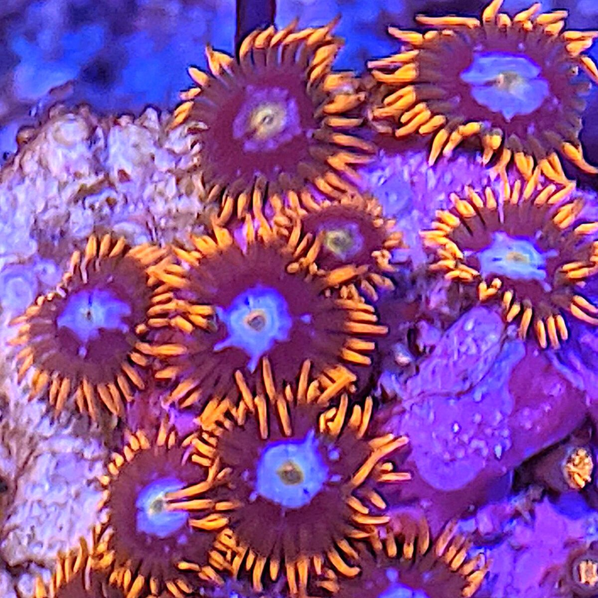 AOI Zoas (Zoanthus pulchellus) - The Reef Farm