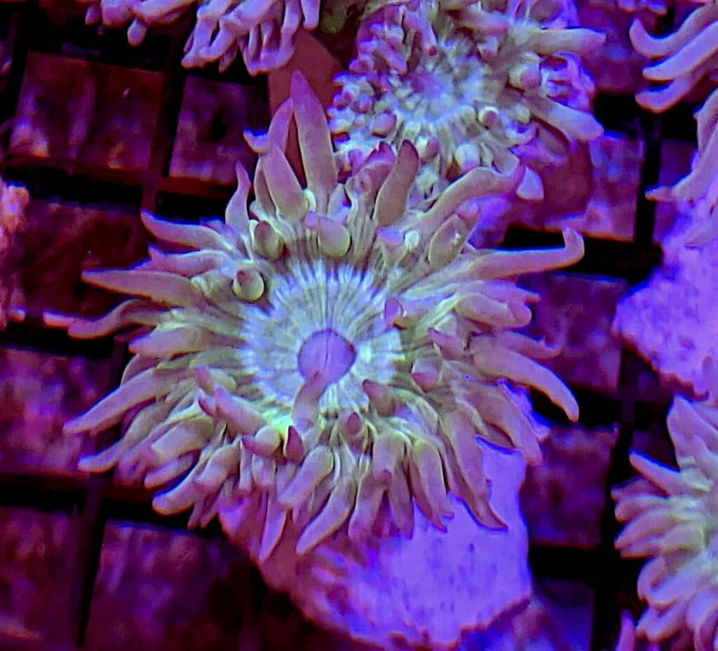 Green & Purple Duncan (Duncanopsammia axifuga) - The Reef Farm