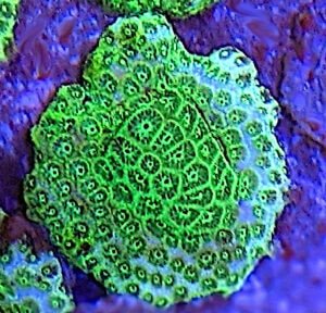 Green Leptastrea (Leptastrea sp.) - The Reef Farm