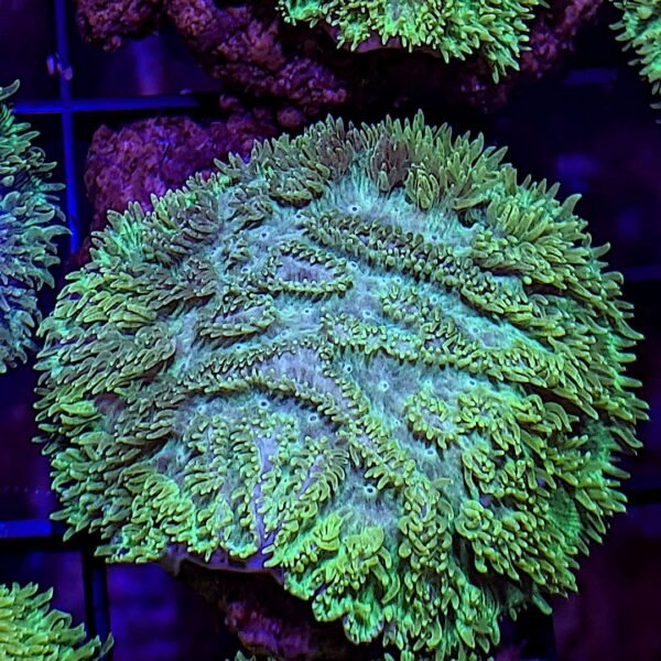 Monster Jam Psammocora (Psammocora superficialis) - The Reef Farm