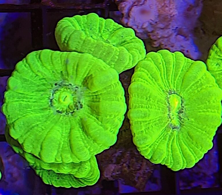 Kryptonite Candy Cane (Caulastrea furcata) - The Reef Farm