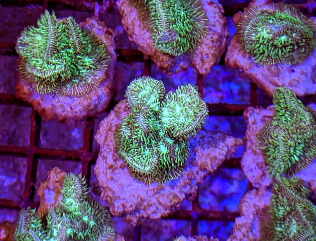 Cactus Potato Chip (Pavona cactus) - The Reef Farm