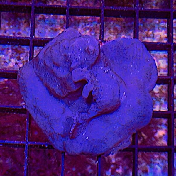Red Flame Algae (Halymenia floresii) - The Reef Farm