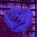 Photosynthetic Plating Purple/Blue Sponge (Collospongia sp.) - The Reef ...