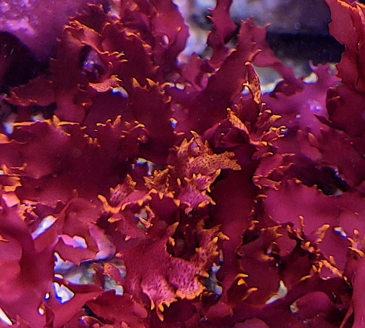 Red Flame Algae (Halymenia floresii) - The Reef Farm