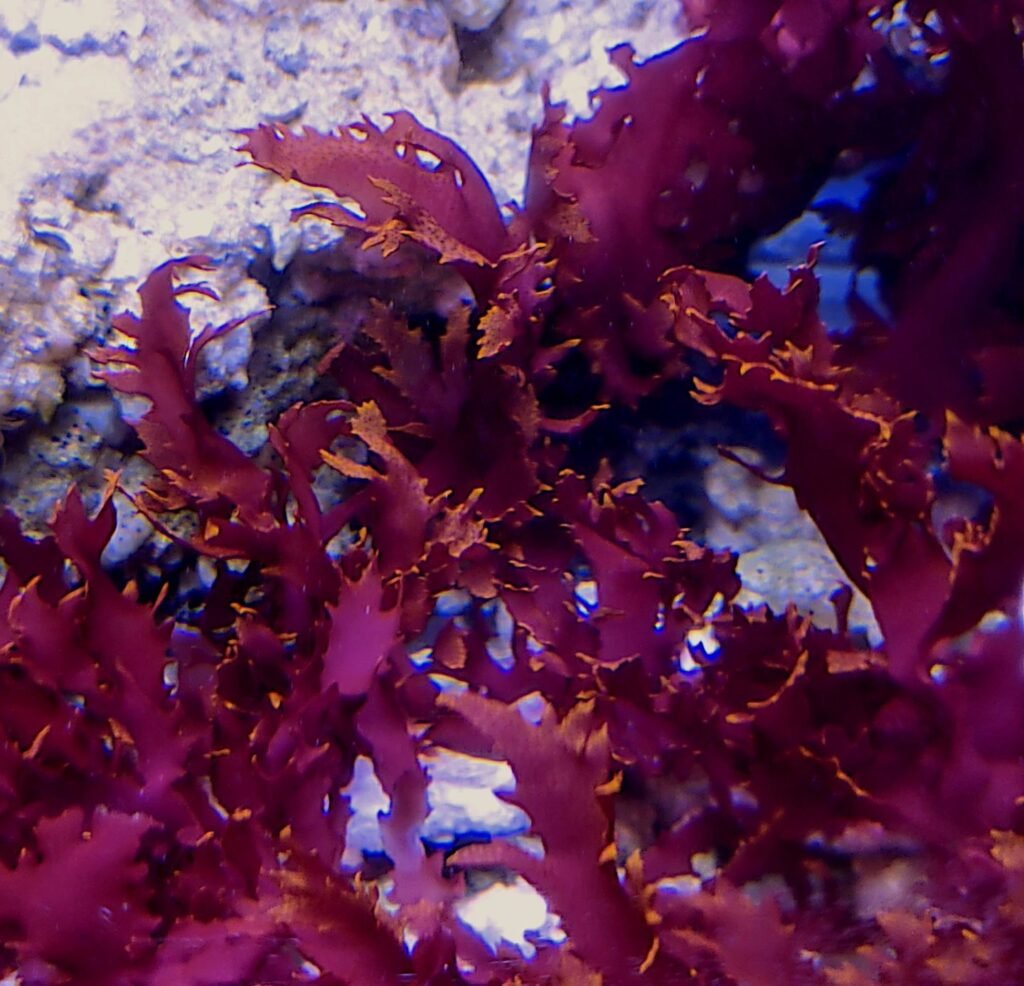 Red Flame Algae (Halymenia floresii) - The Reef Farm
