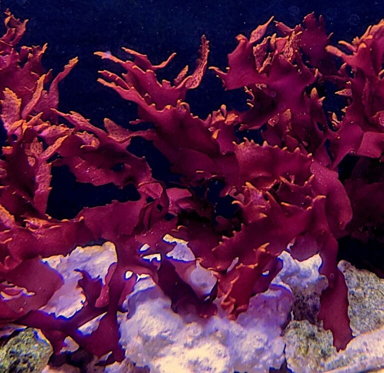 Red Flame Algae (Halymenia floresii) - The Reef Farm