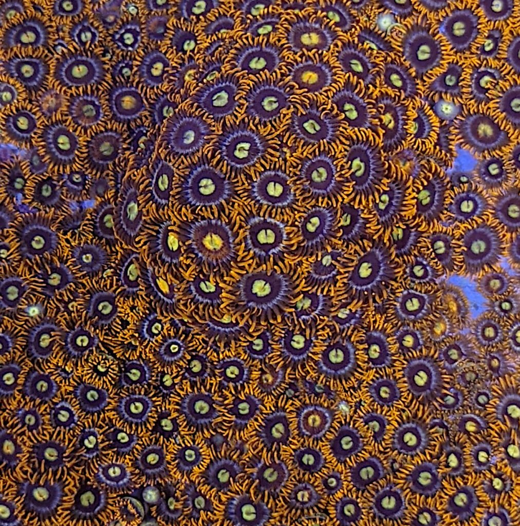 Orange Sunburst Zoa (Zoanthus sp.) - The Reef Farm