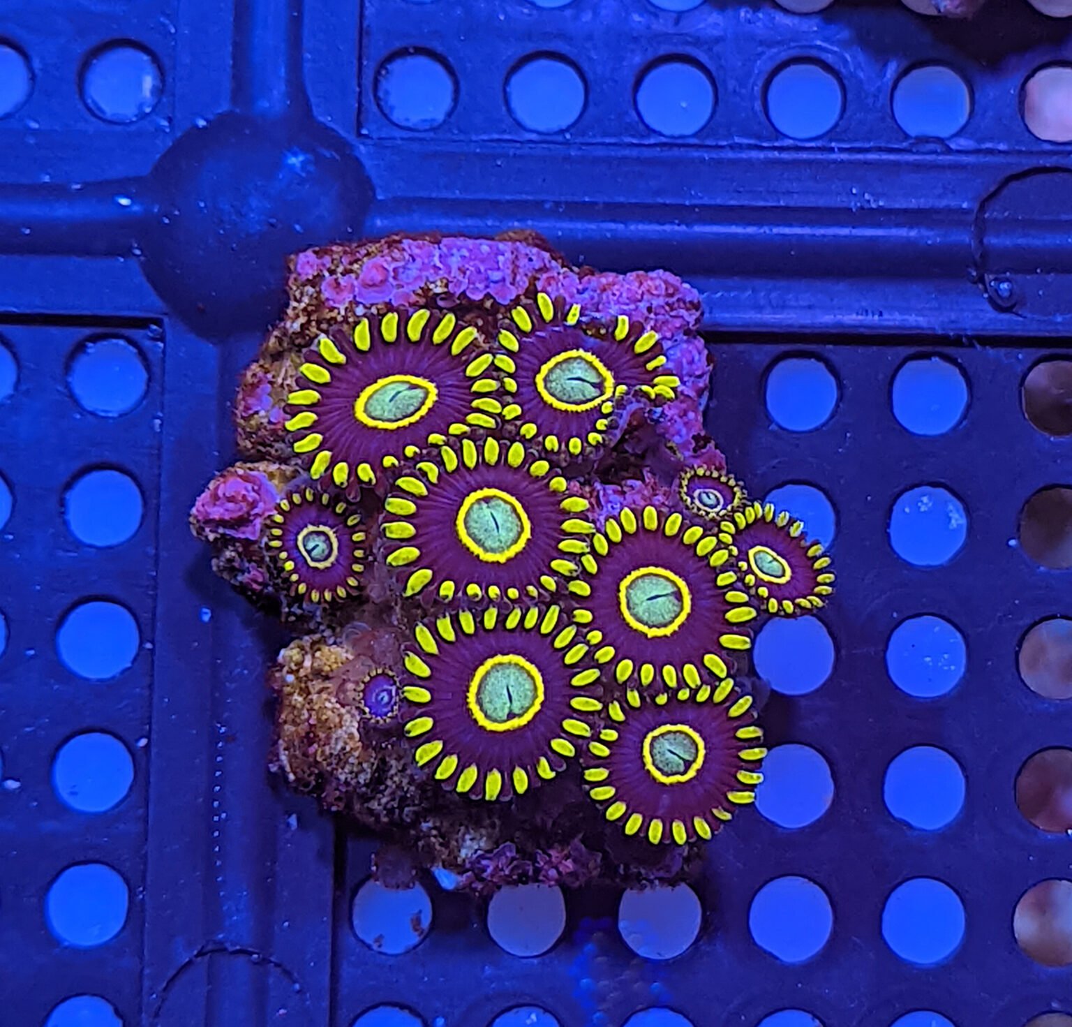 Blue Hornet Zoanthids (Zoanthus sp.) - The Reef Farm