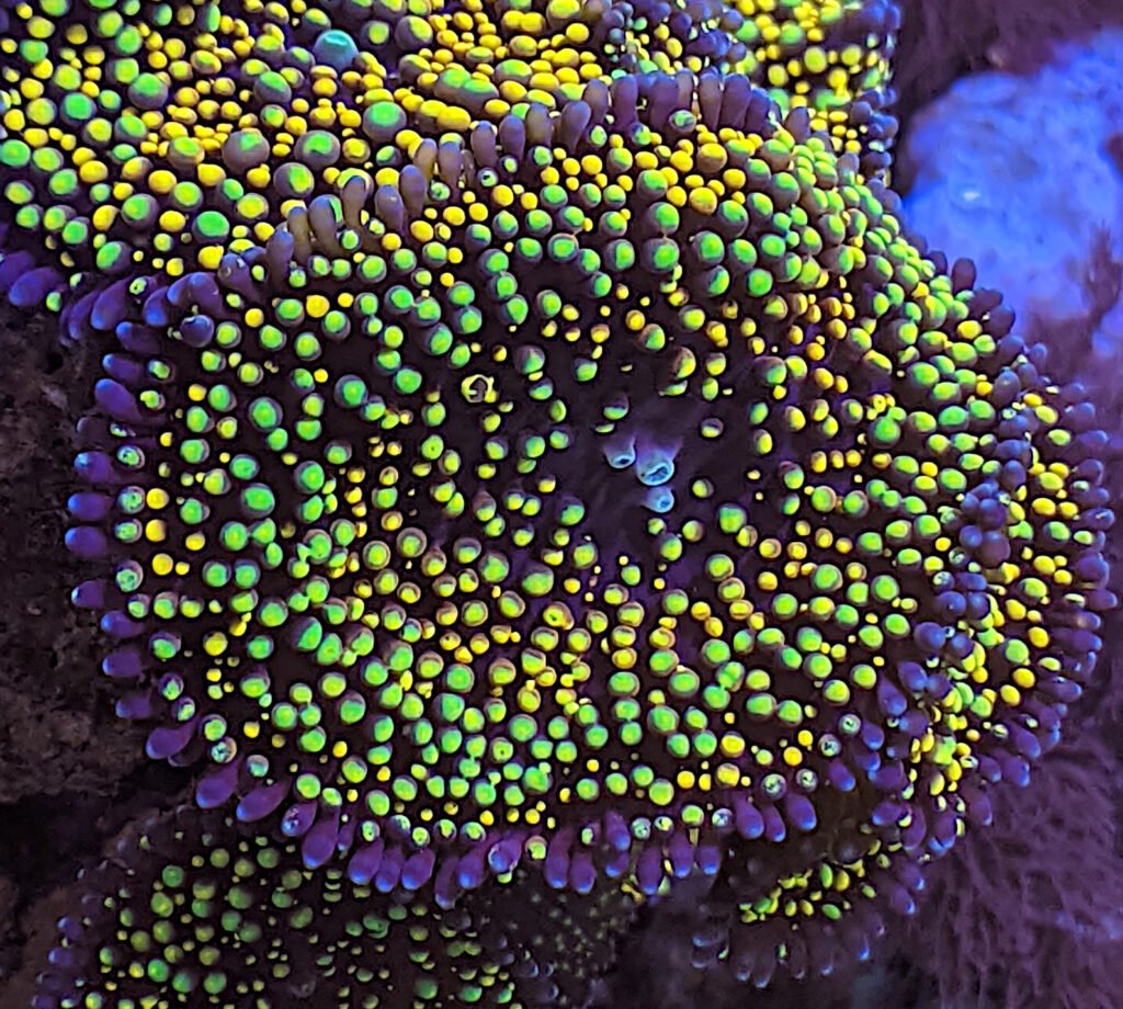 Rainbow Ricordea Mushroom (Ricordea Florida) - The Reef Farm