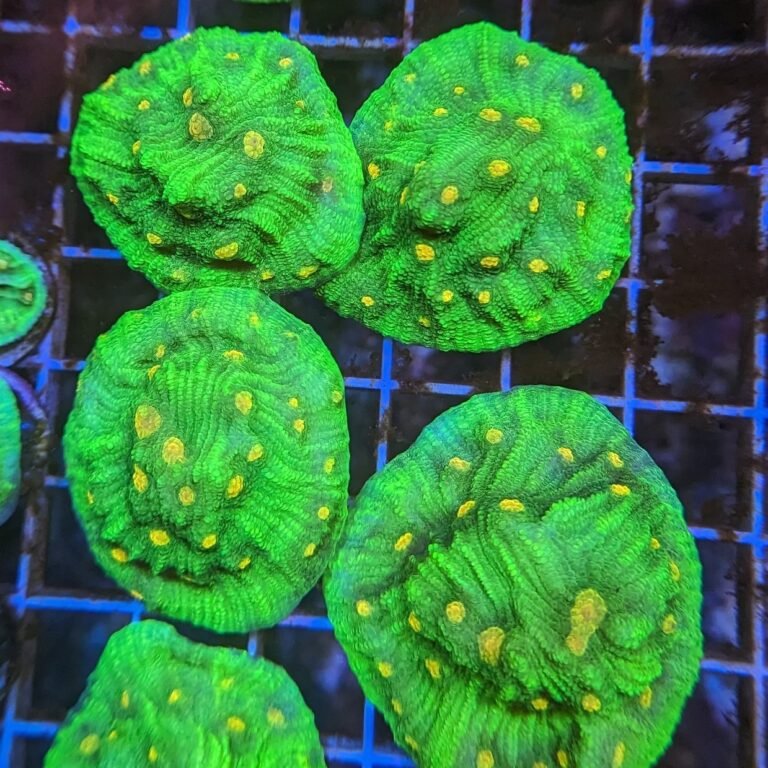 Photosynthetic Plating Purple/Blue Sponge (Collospongia sp.) - The Reef ...